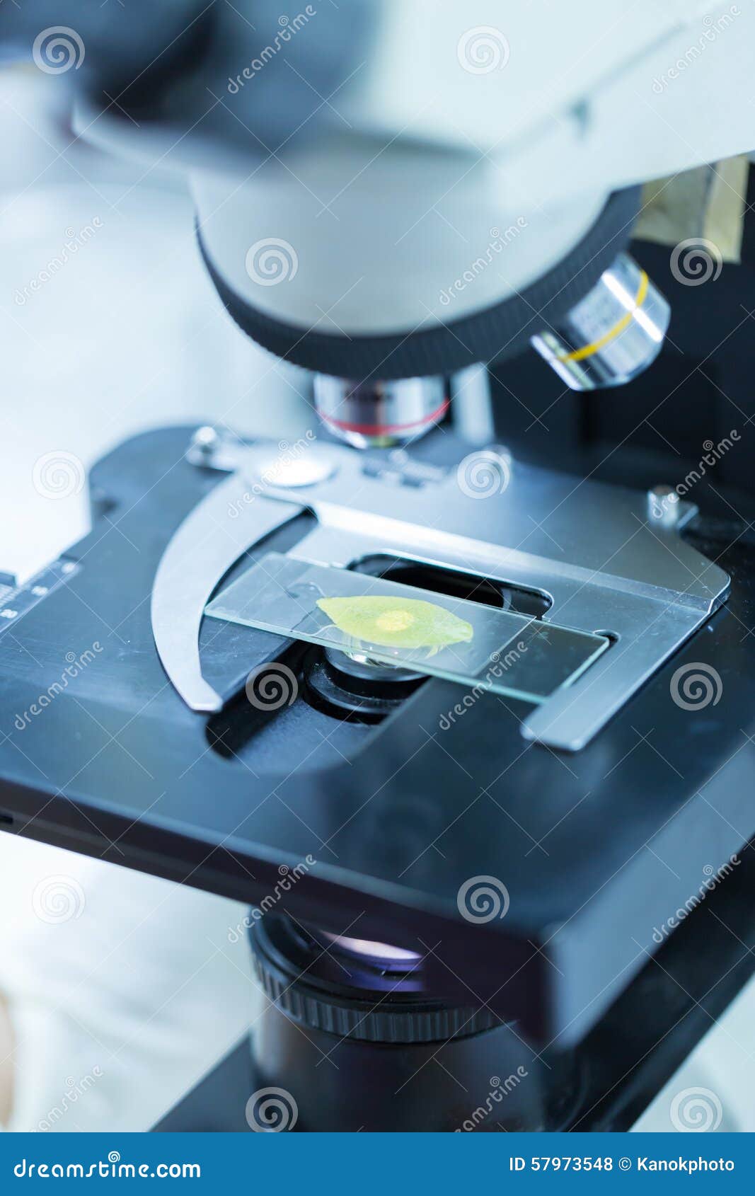 Green Leaf Under Microscope Stock Photo - Image of chemistry, nature ...