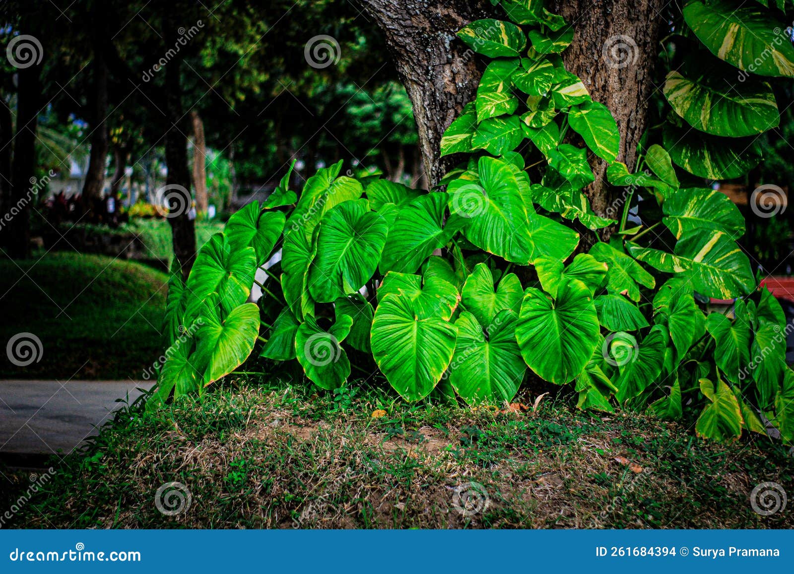 Green Leaf in Under Tree& X27;s Stock Photo - Image of forest, leaf ...
