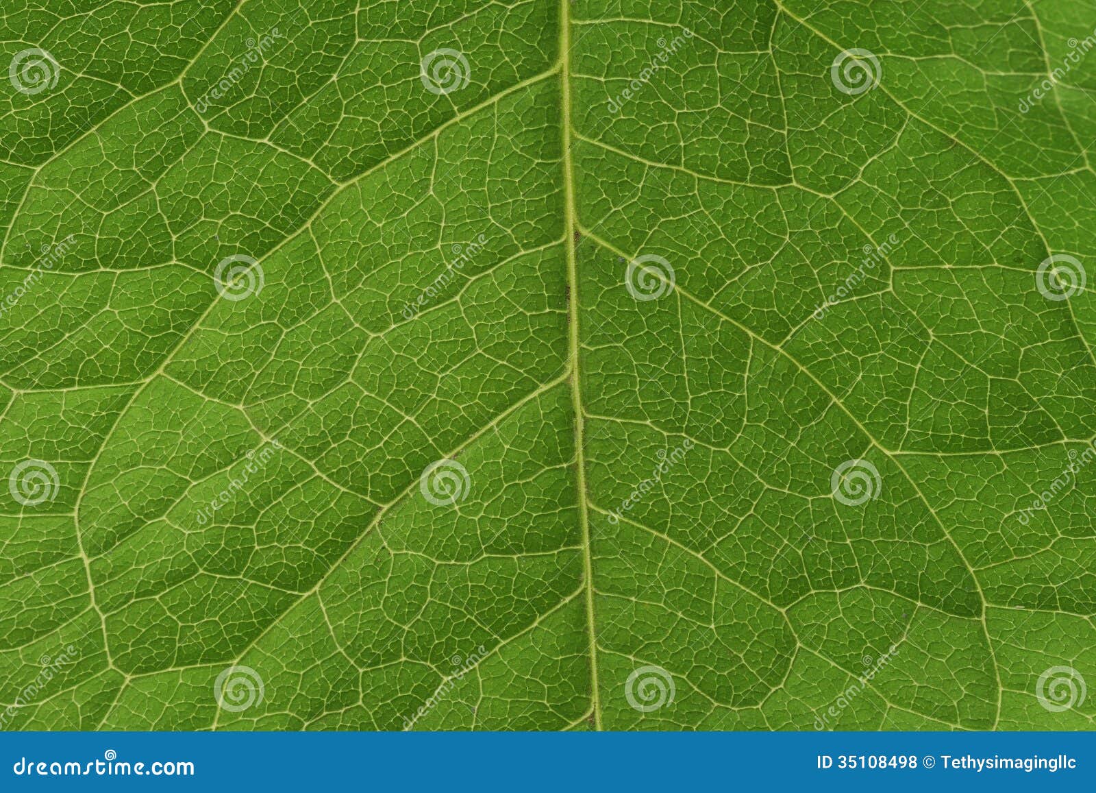 Green Leaf Vascular System stock photo. Image of vascular - 35108498
