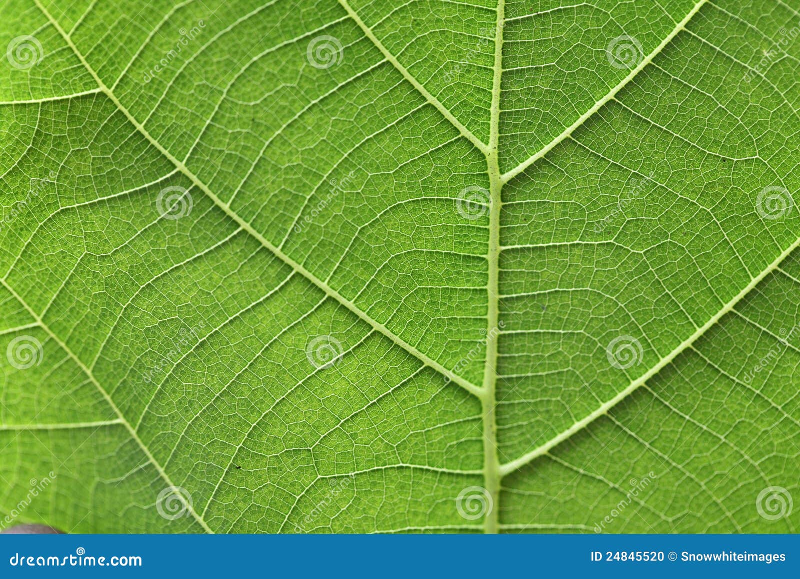 Green leaf vein stock photo. Image of lines, cell, botany - 24845520