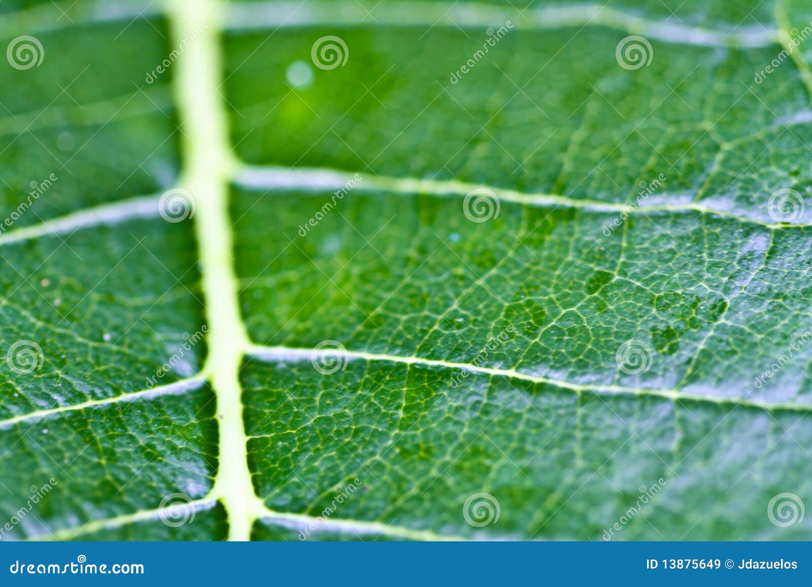 Leaf Veins Royalty-Free Stock Image | CartoonDealer.com #55501270