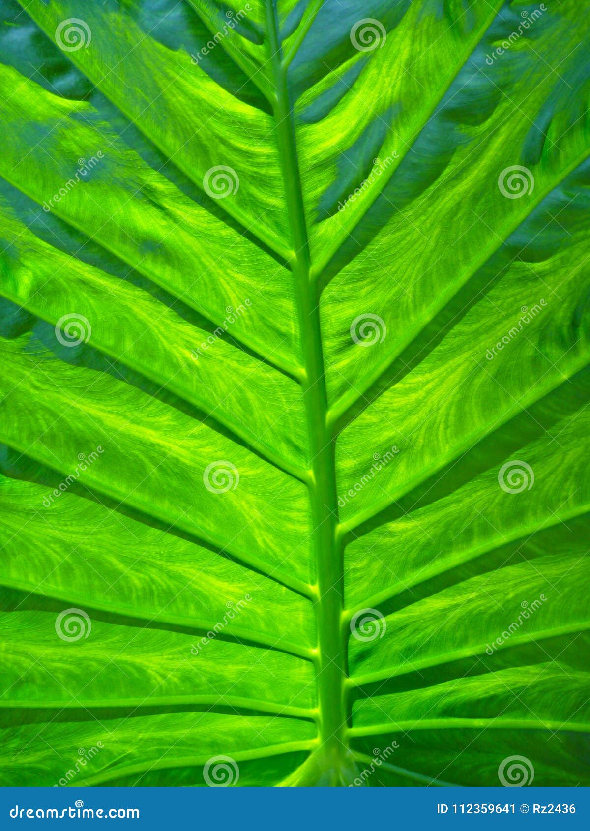 Green leaf stock image. Image of shine, green, translucent - 112359641