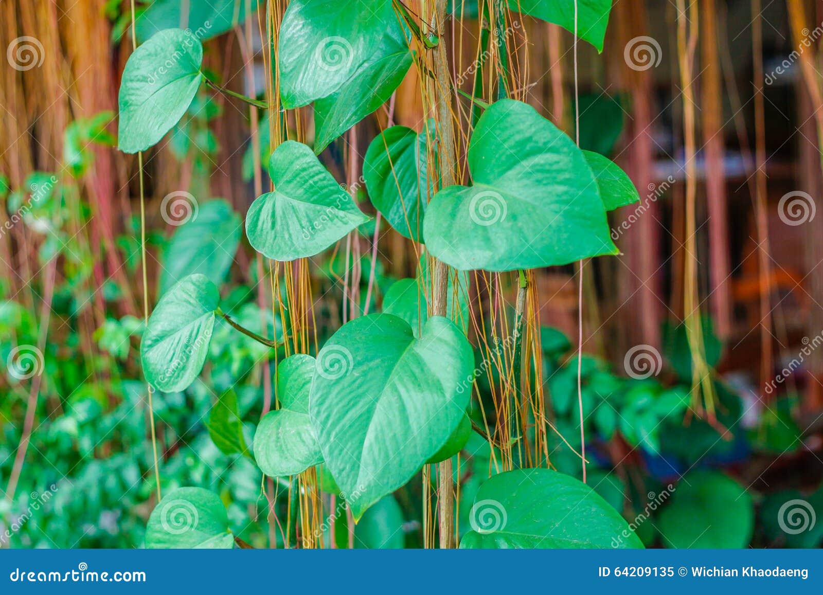 Green leaf stock image. Image of growth, leaf, green - 64209135