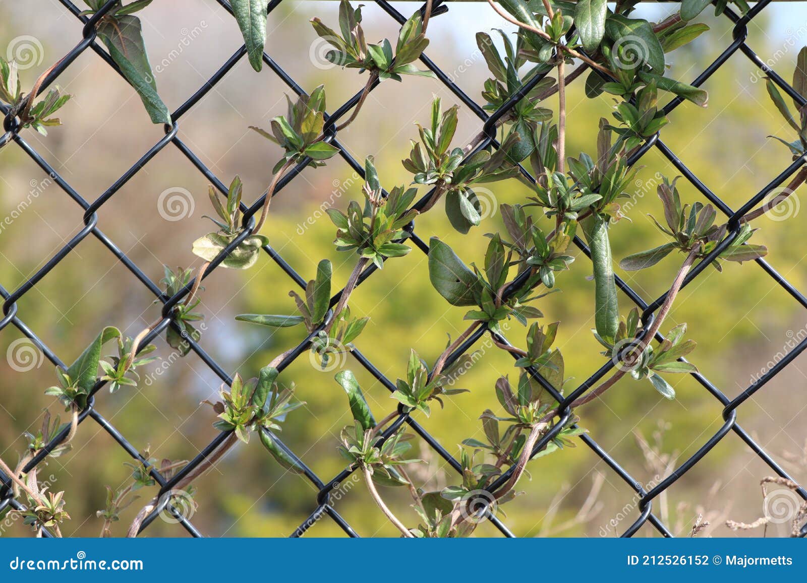 Green Leaf Vine on Chain-link Fence Stock Photo - Image of green ...