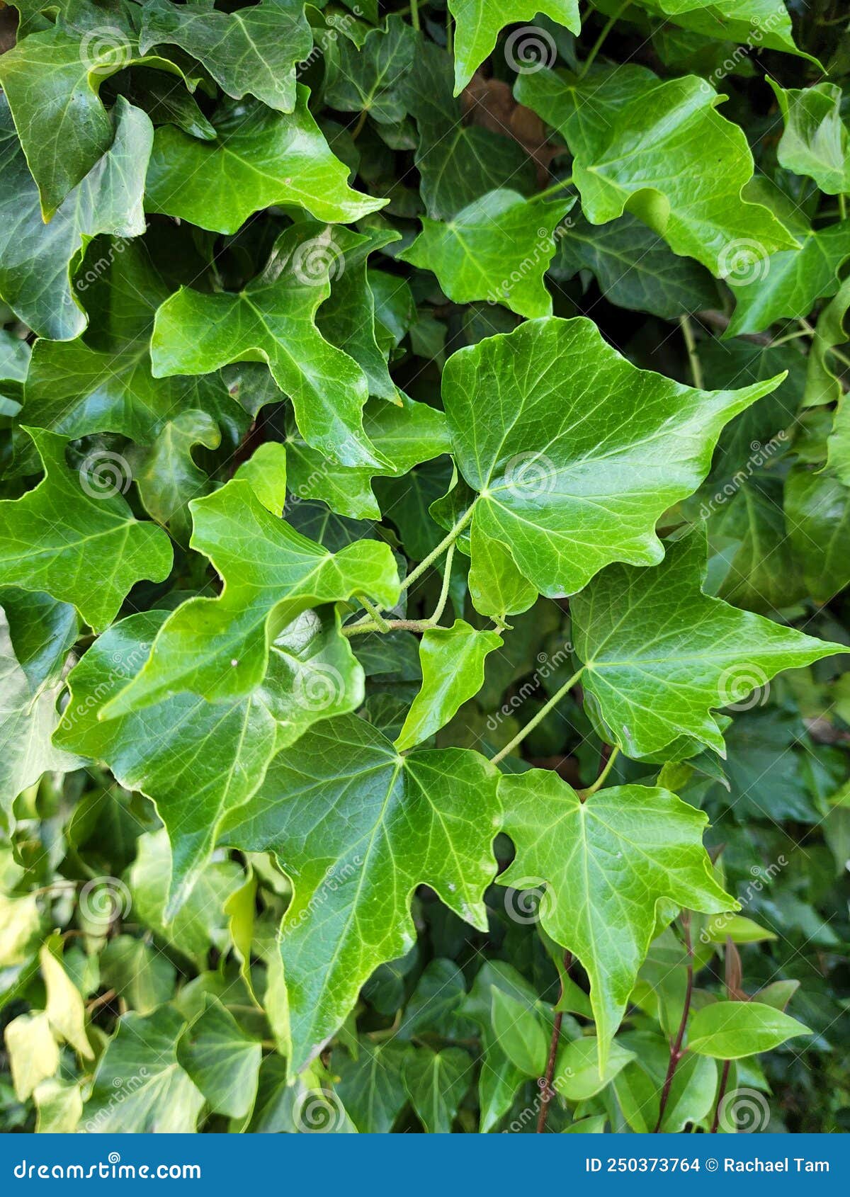 Green Leaf Vines Around Tree Stock Photo - Image of vines, tree: 250373764