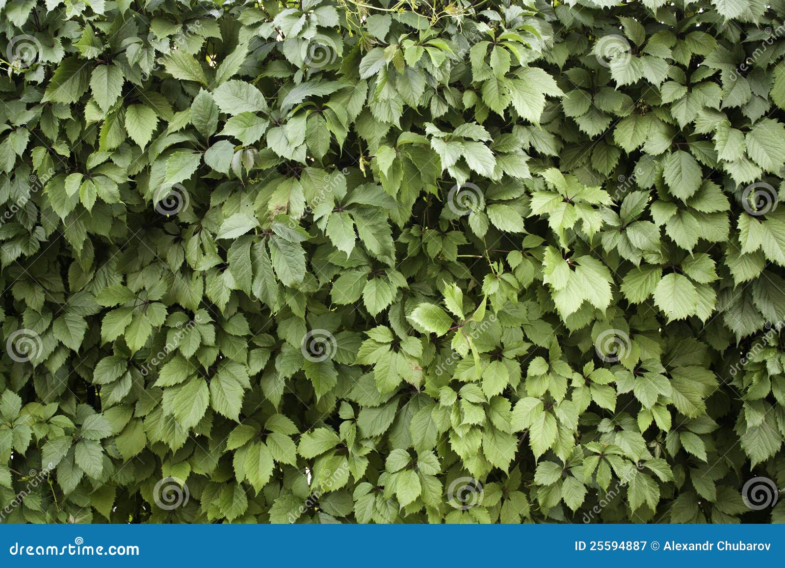 Green leaf wall stock image. Image of light, grain, sunlight - 25594887