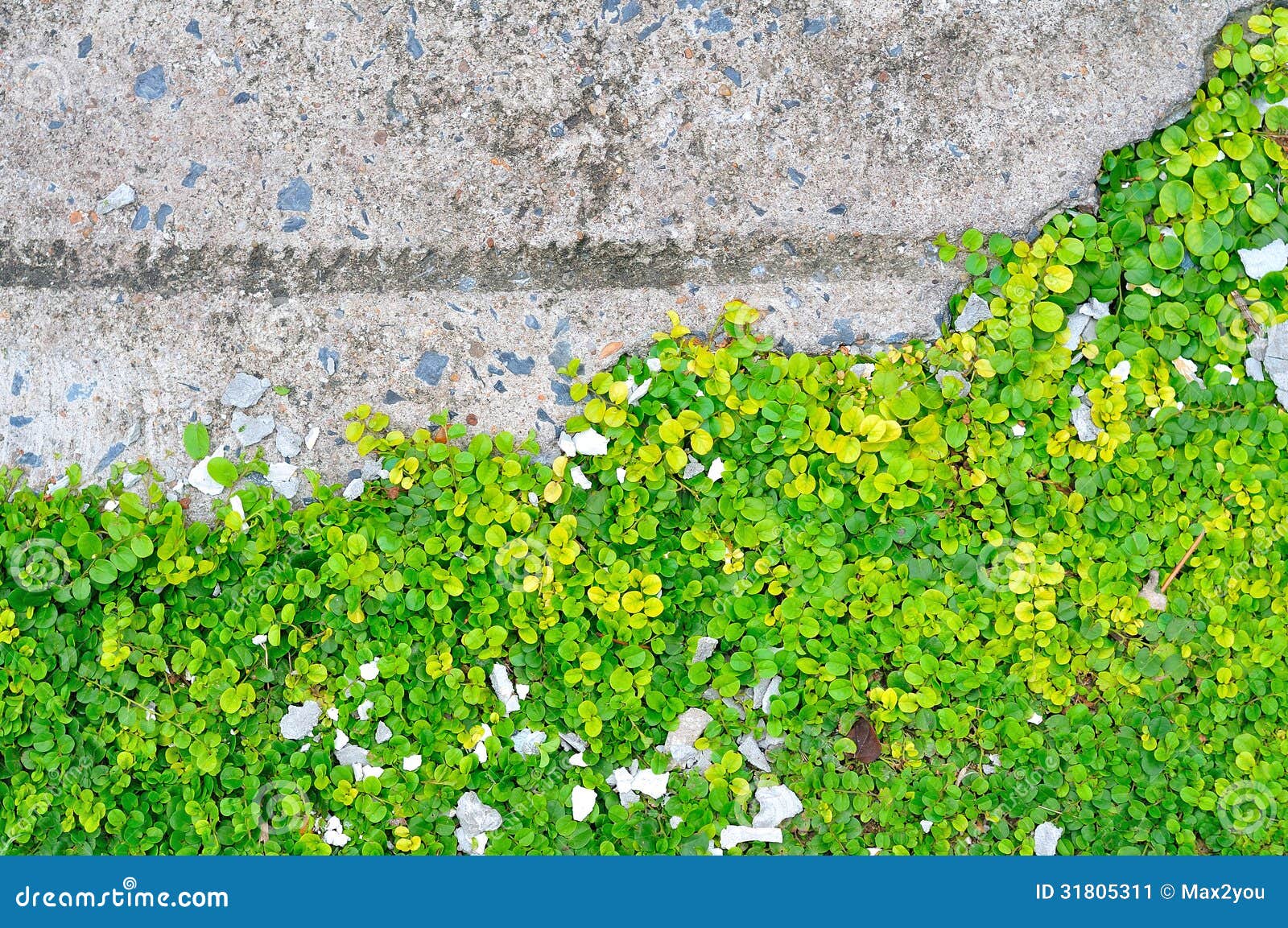 Green leaf wall stock image. Image of life, foliage, border - 31805311