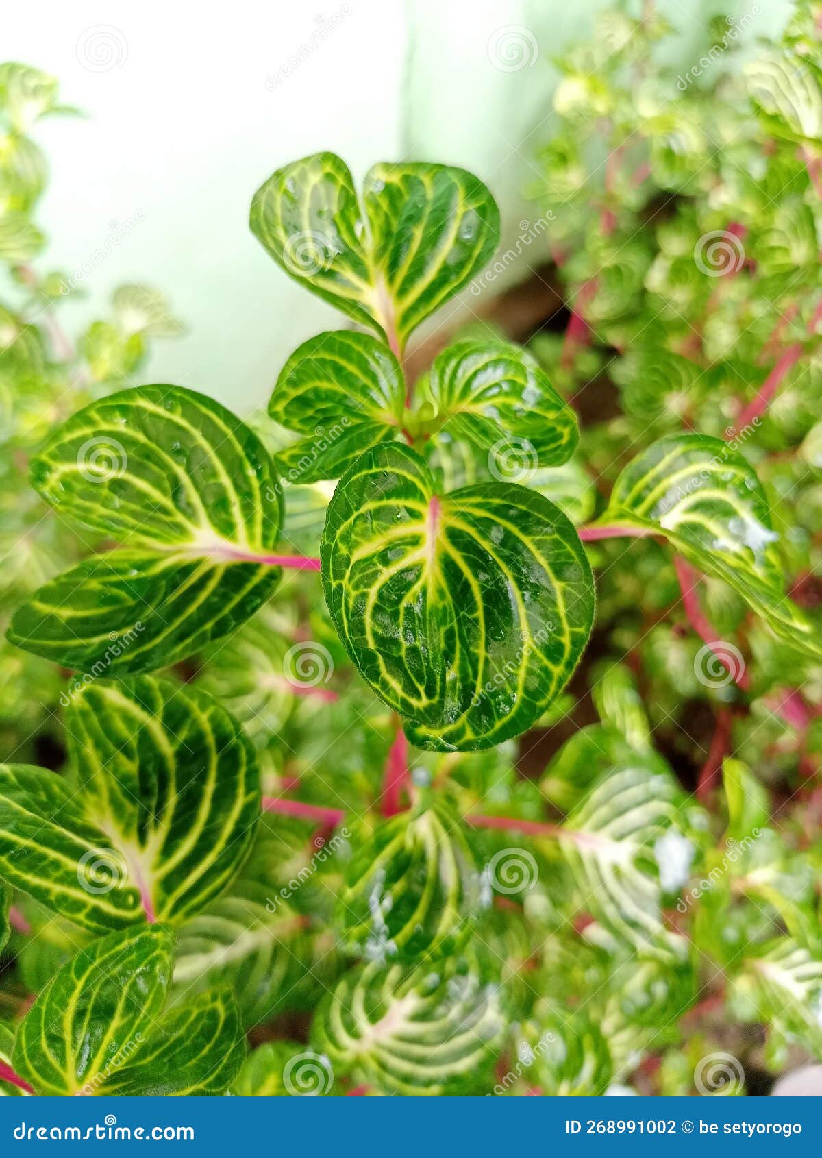 Green Leaf Wallpapers and Thems in Garden Stock Photo - Image of shrub ...