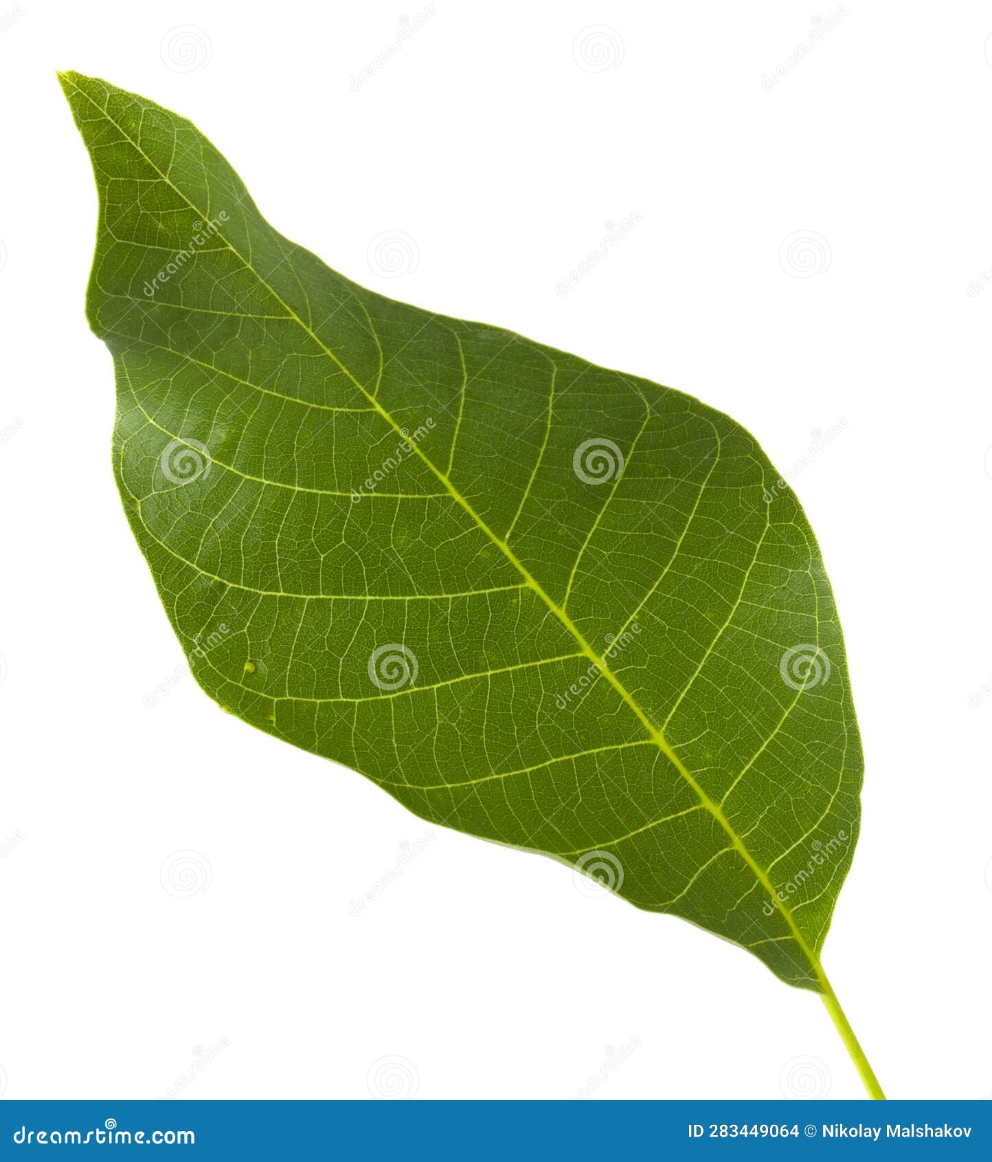 Green Leaf of Walnut Tree Isolated on White Background. Stock Photo ...