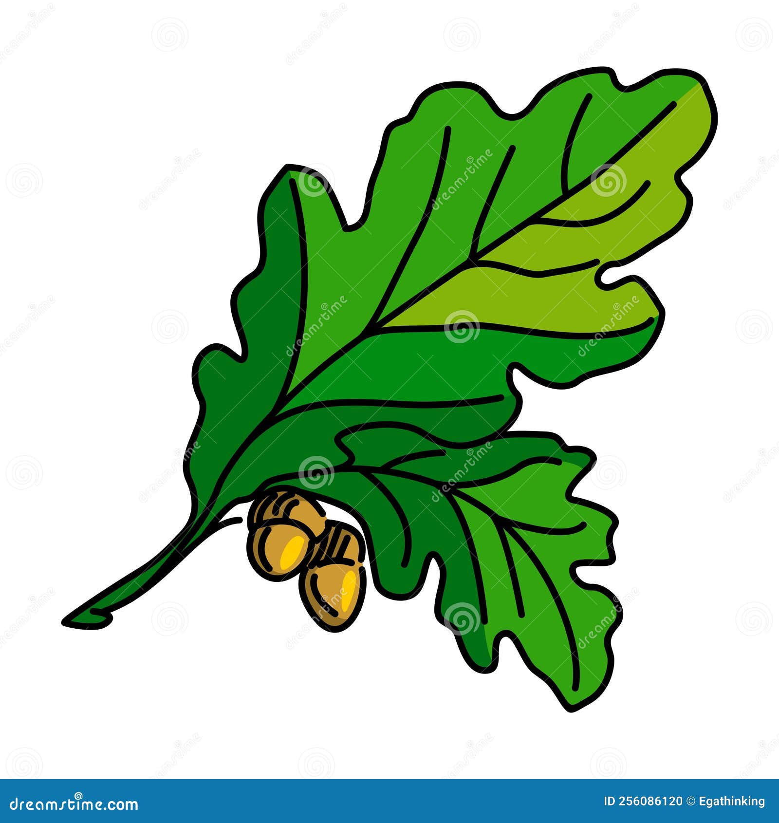 Green Leaf and Walnut Vector Illustration Stock Illustration ...