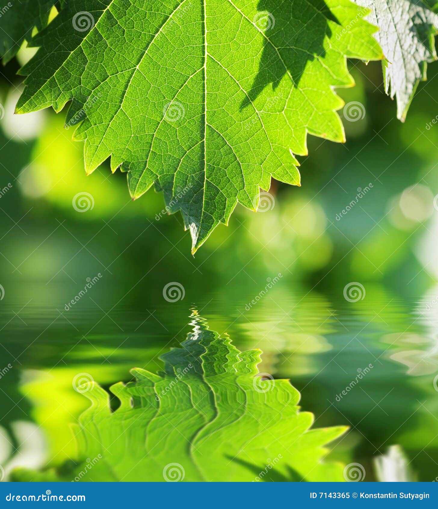 Green leaf water stock image. Image of environment, bright - 7143365