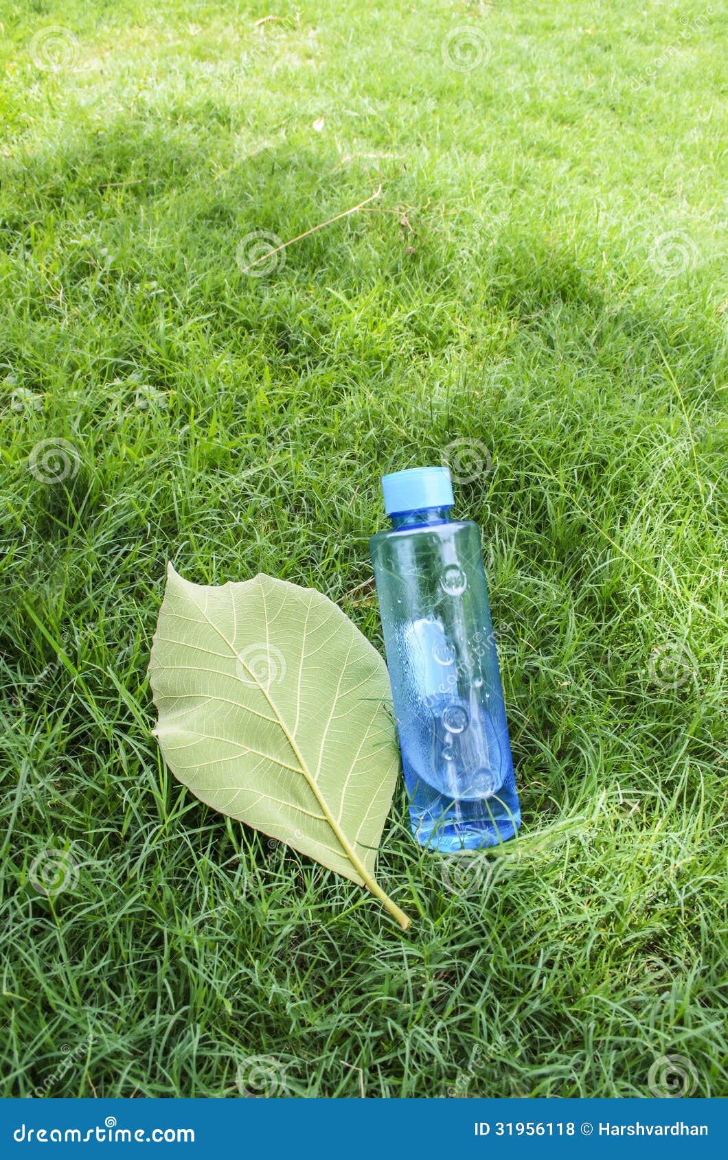 Green Leaf and Water Bottle Stock Photo - Image of bottle, park: 31956118