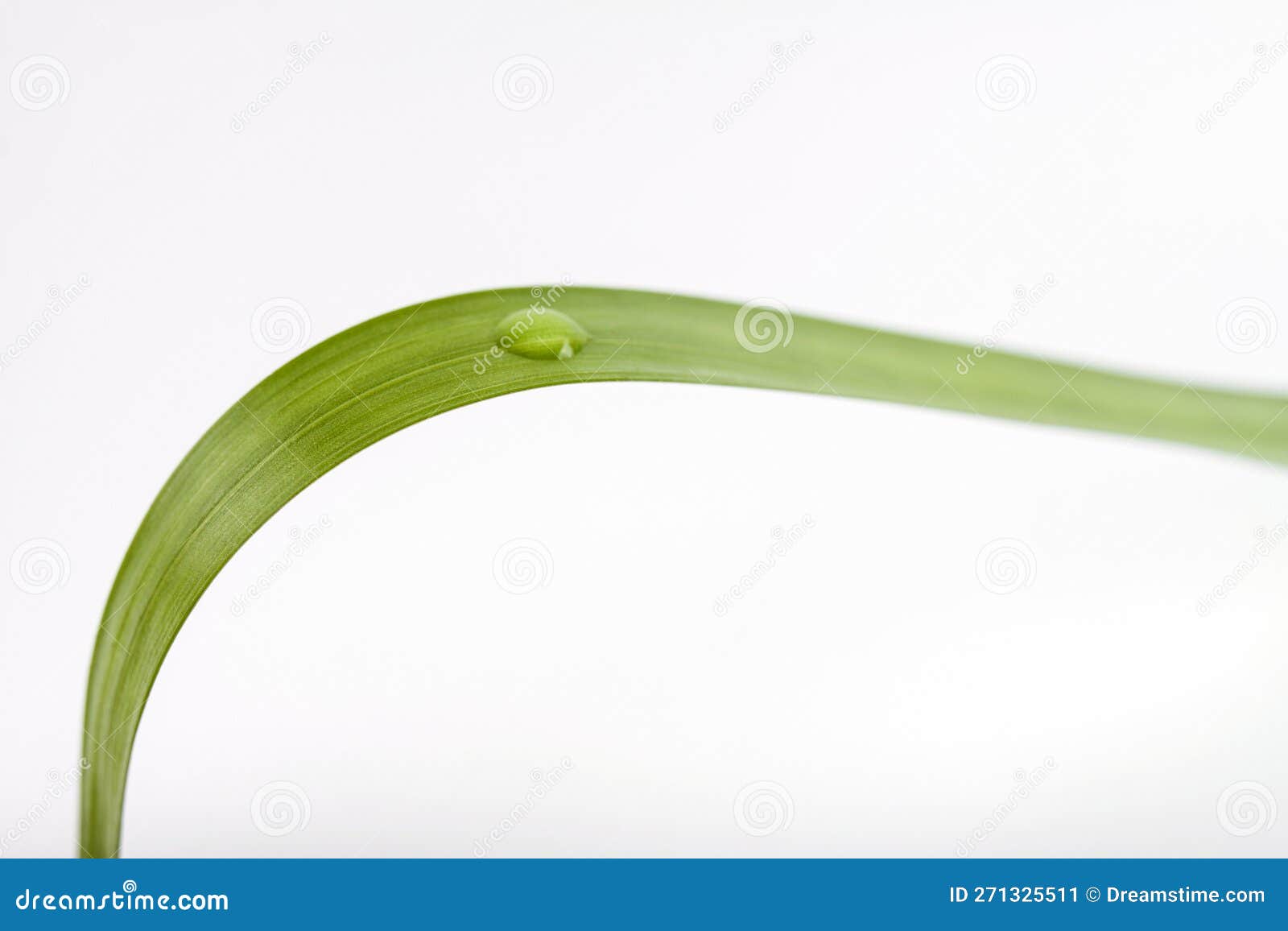 Leaf with Water Dro on White Background Stock Image - Image of liquid ...