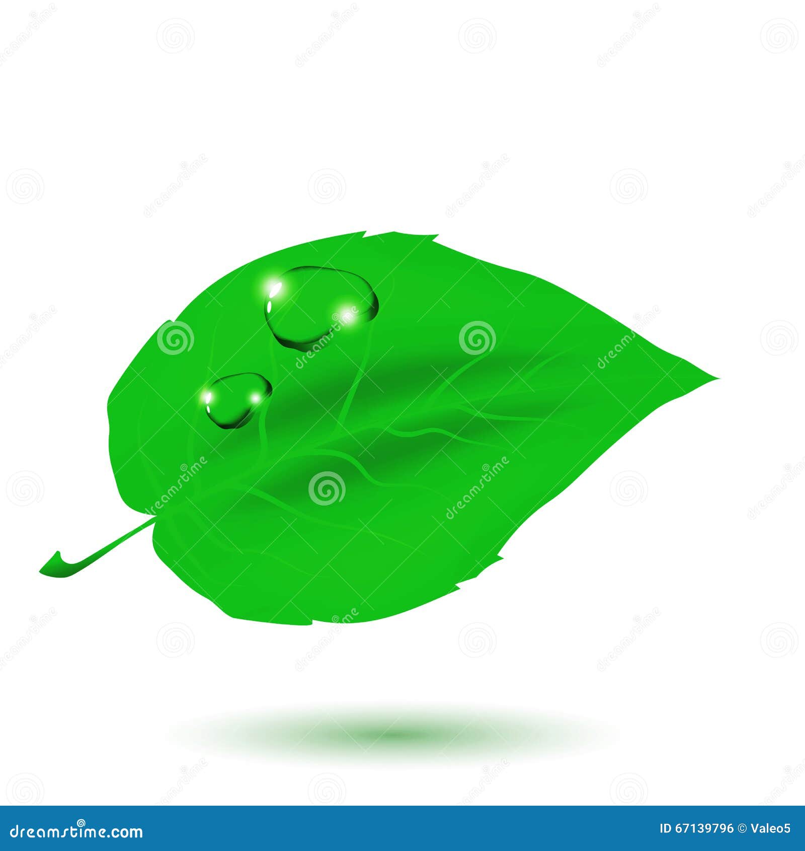 Green Leaf and Water Drop stock vector. Illustration of conceptual ...