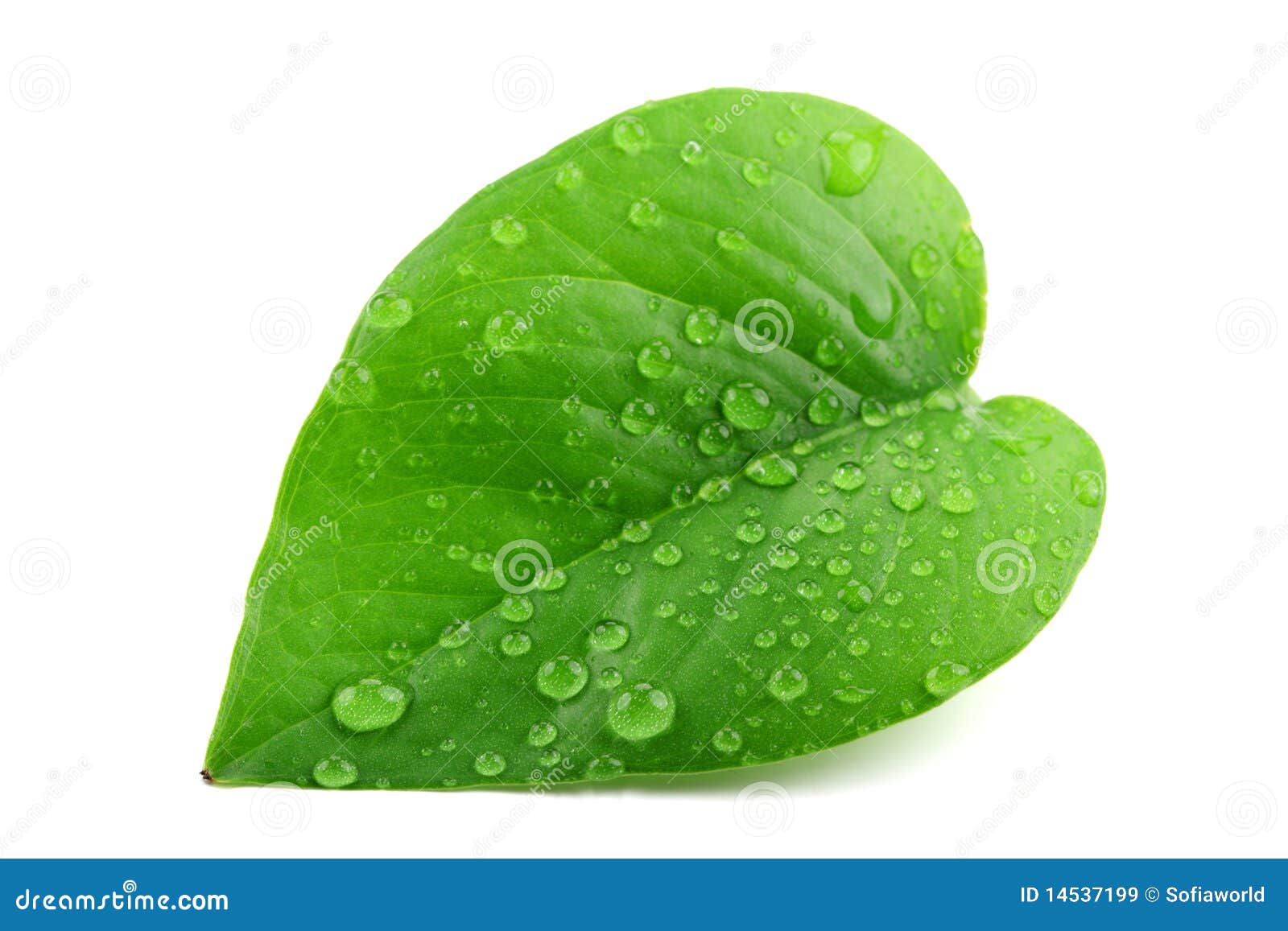 Green Leaf with Water Droplets Stock Image - Image of forest, plant ... Green Leaf with Water Droplets Stock Image - Image of forest, plant ...