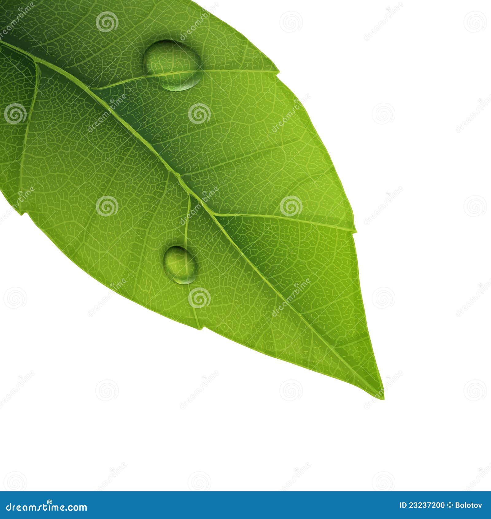 Green Leaf with Water Droplets Stock Vector - Illustration of nature ...