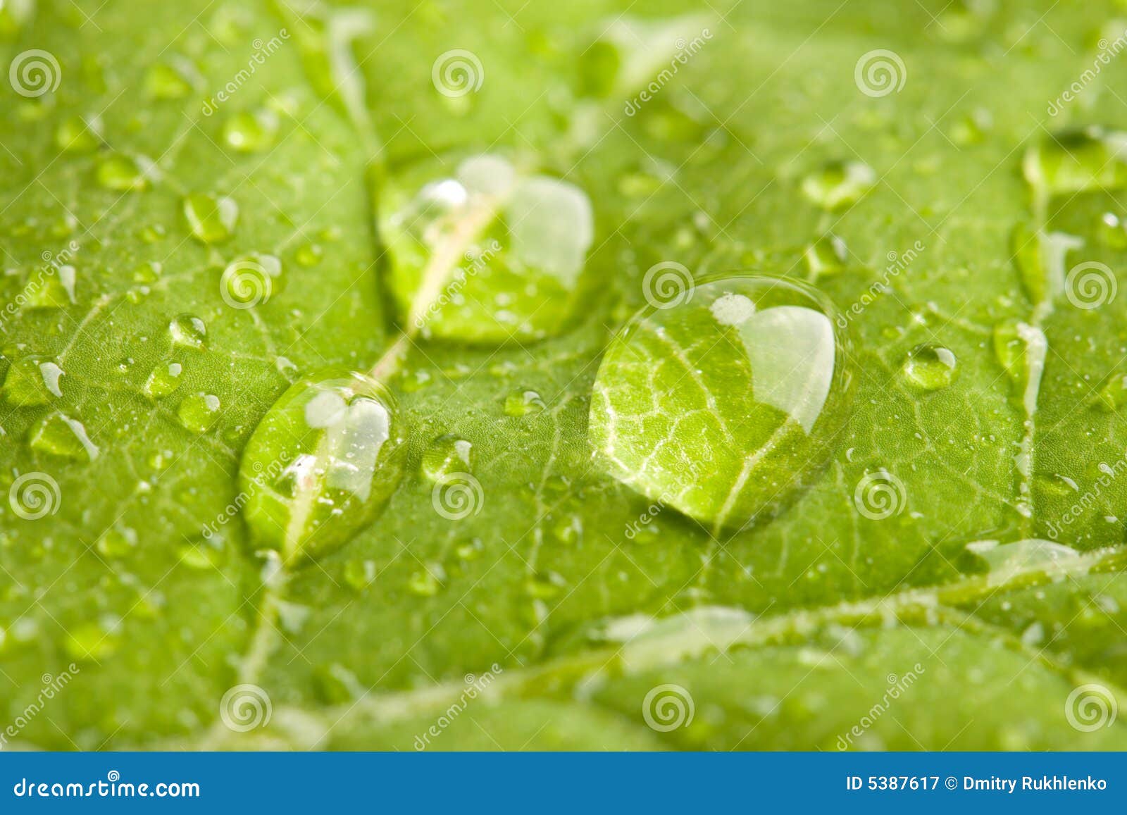 Green Leaf with Water Droplets Stock Image - Image of water, raindrop ...