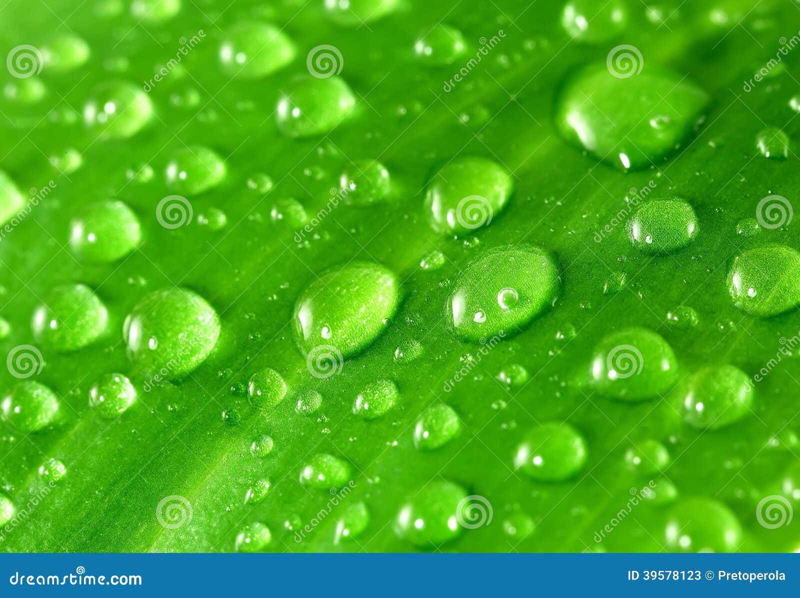 Green Leaf with Water Droplets Stock Image - Image of closeup, life ... Green Leaf with Water Droplets Stock Image - Image of closeup, life ...