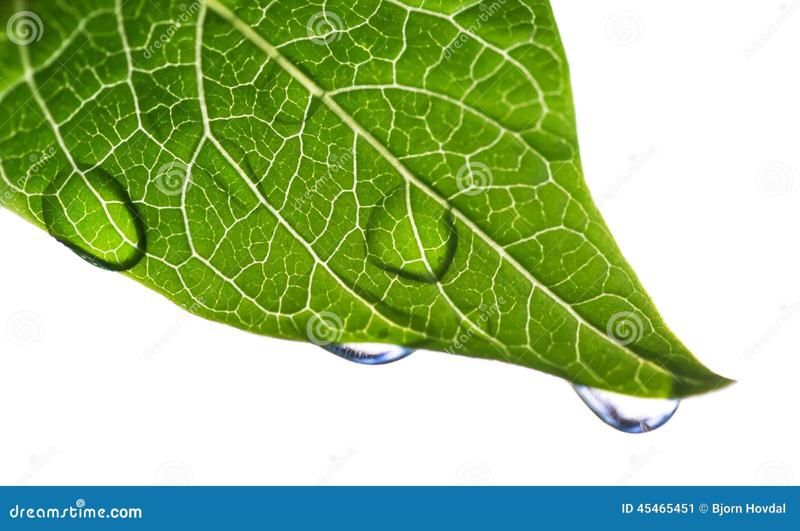 Green Leaf with Water Droplets Stock Image - Image of plant, growth ...