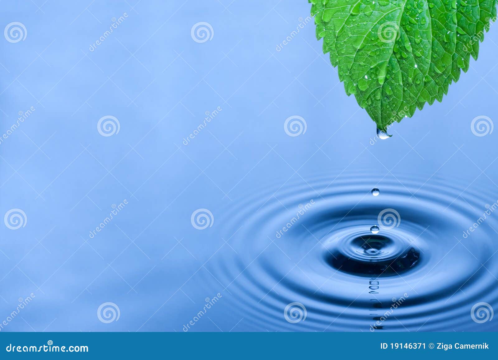 Green leaf water drops stock image. Image of nature, isolated - 19146371