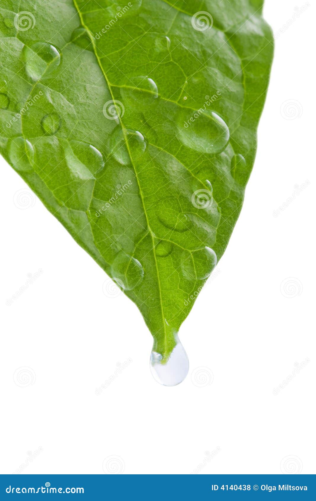 Green Leaf with Water Drops Stock Photo - Image of leaves, element: 4140438