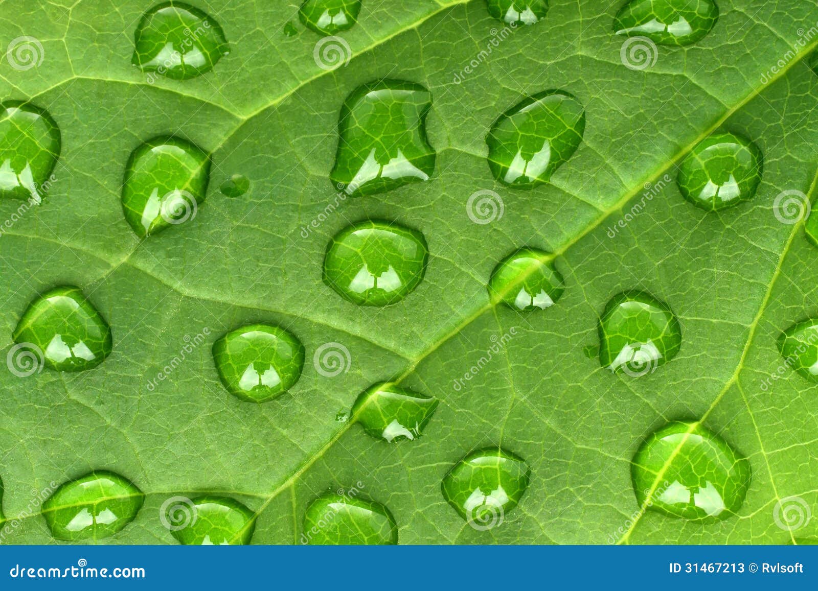 Green Leaf with Water Drops Stock Image - Image of pattern, organic ...