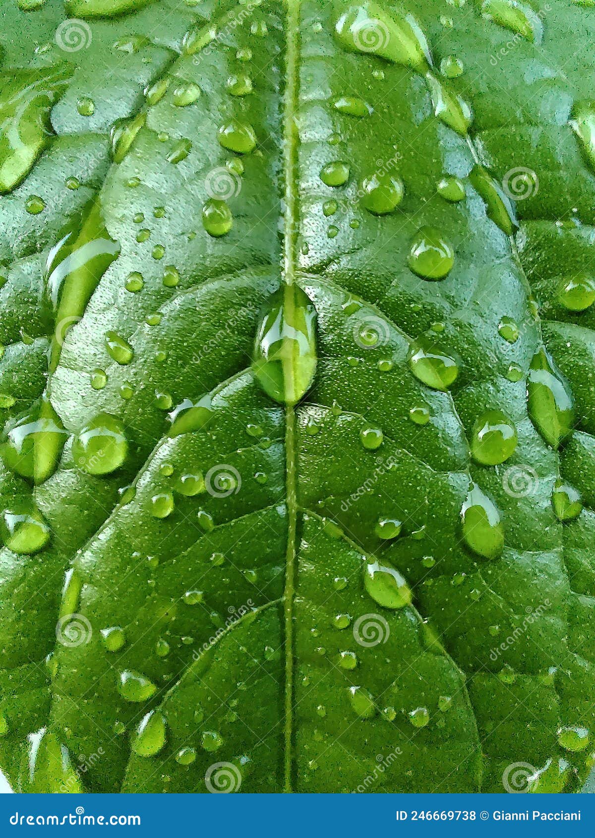 Green Leaf with Water Drops Stock Photo - Image of green, details ...