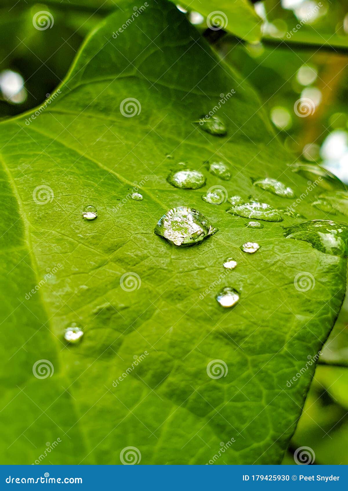 Green Leaf with Water Drops Stock Photo - Image of sunlight, drop ...