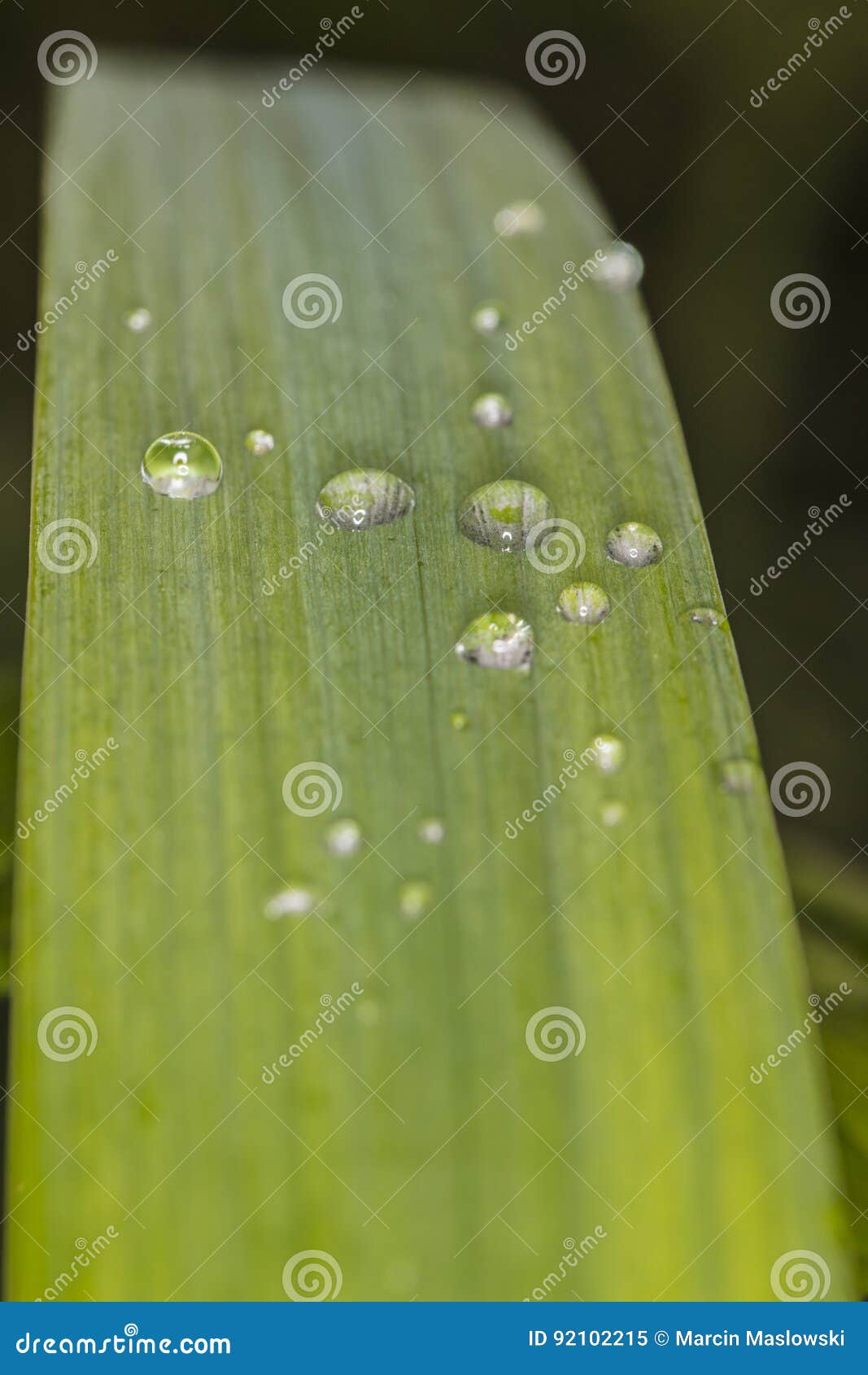 Green leaf with water stock image. Image of natural, flora - 92102215