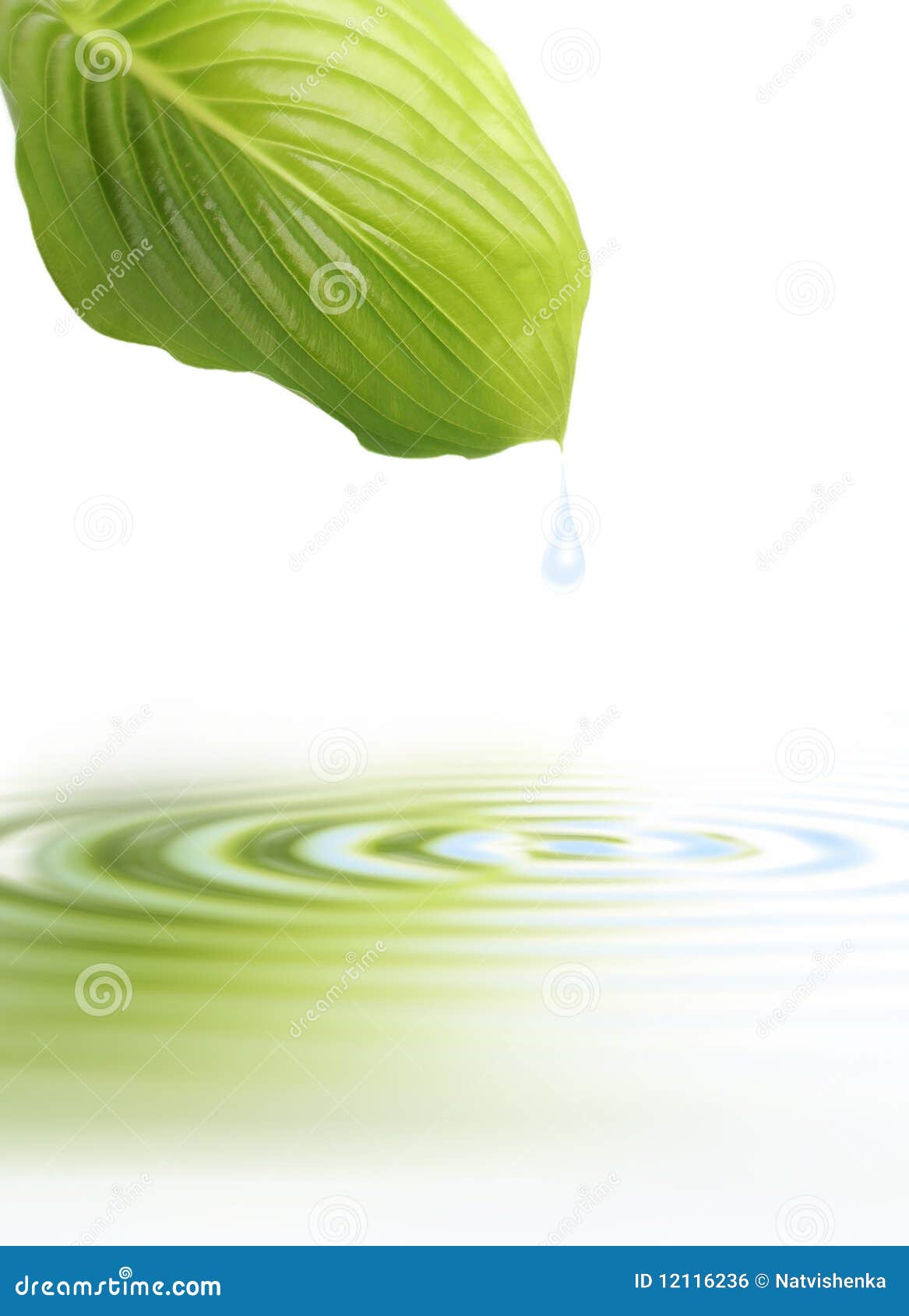 Green Leaf with Water Reflection Stock Illustration - Illustration of ...