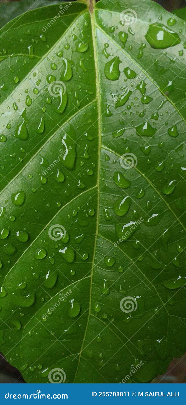 Green Leaf with Water Splash on it Stock Image - Image of flower, tree ...