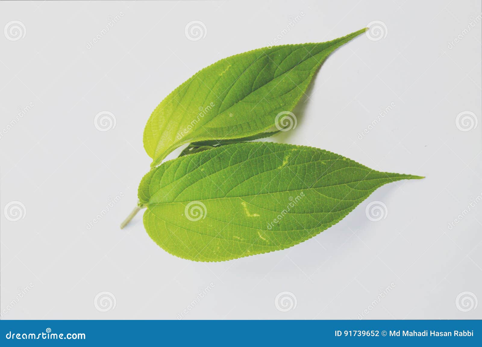 2 Green Leaf stock photo. Image of bush, decoration, closeup - 91739652