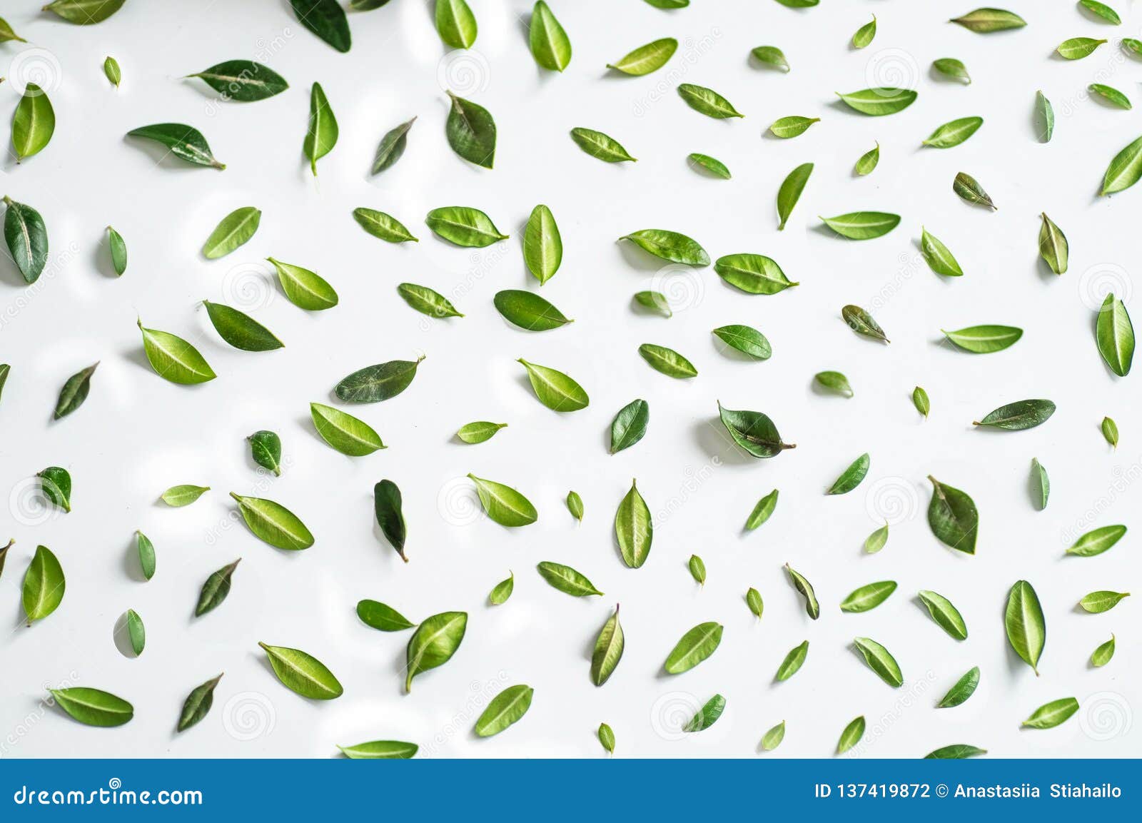 Green Leaf on White Background. Real Leaves Set Pattern Backgrounds on ...