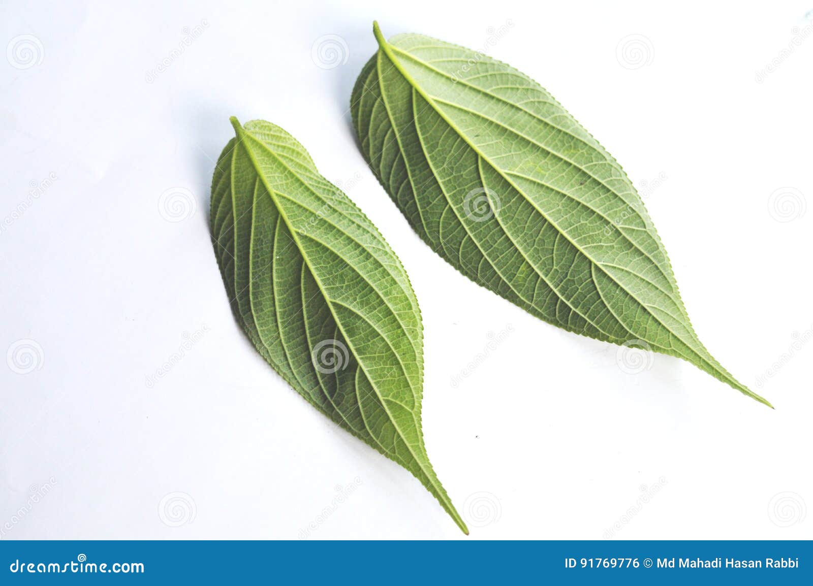 2 Green leaf stock photo. Image of green, flora, 3leaf - 91769776
