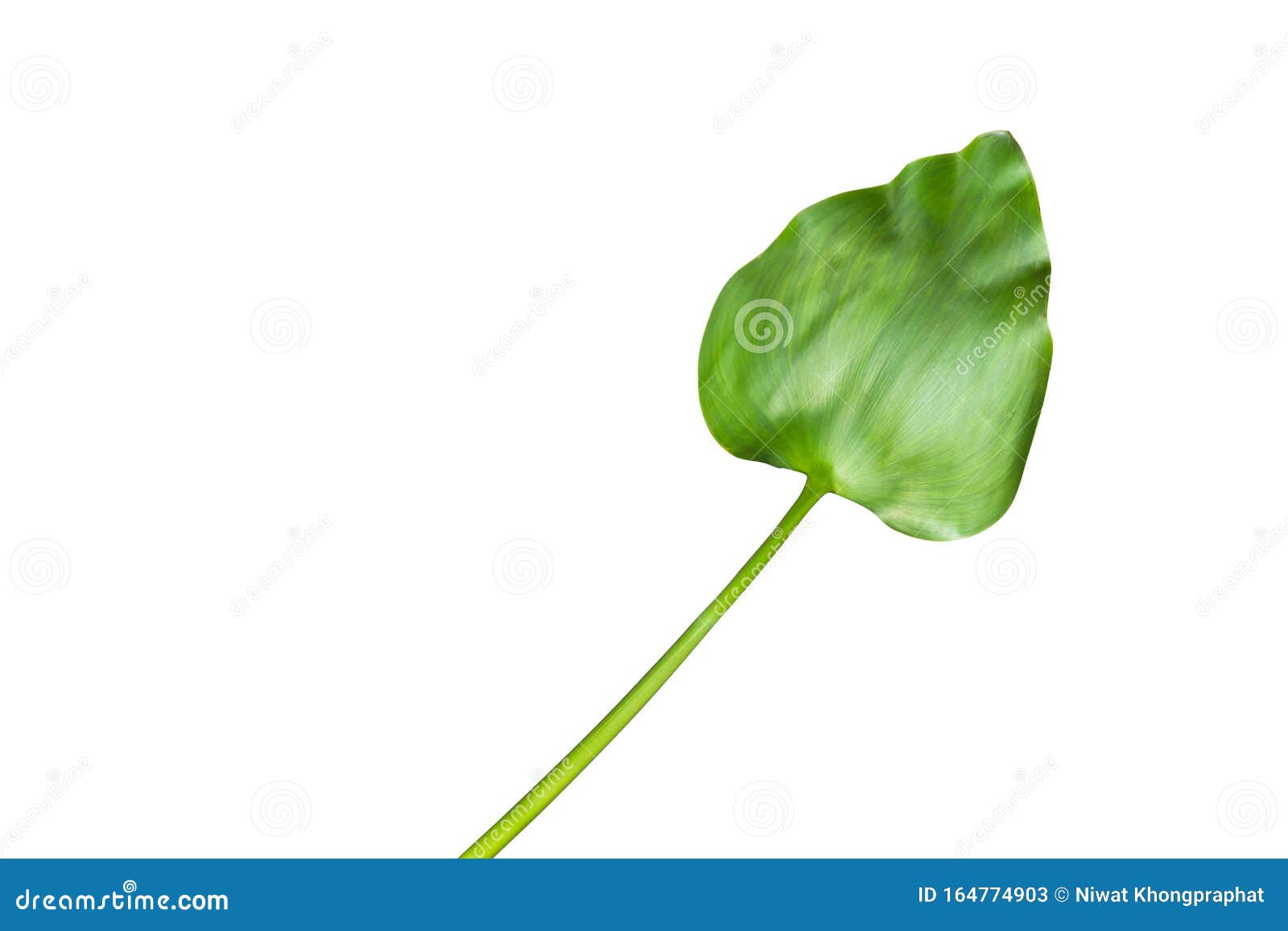 Green Leaf on the White Background, Water Java Leaf Di Cut, Water Java ...