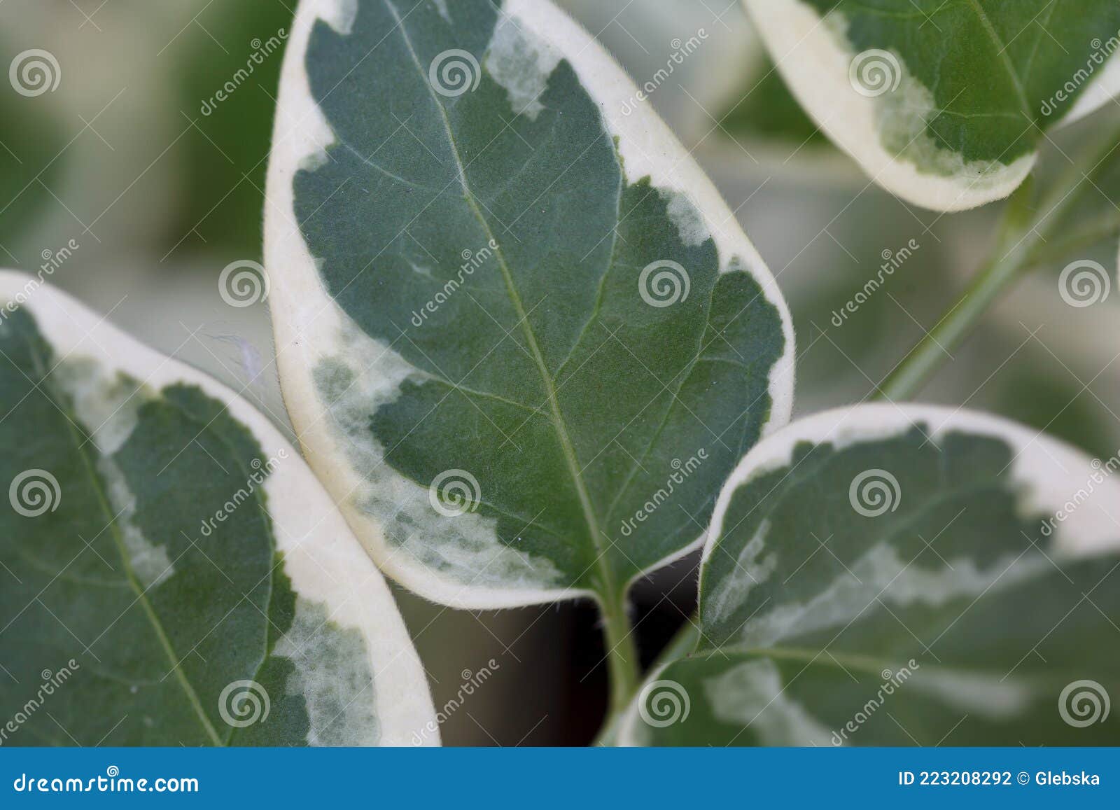 Green Leaf with White Edges Close Up Stock Photo - Image of beautiful ...