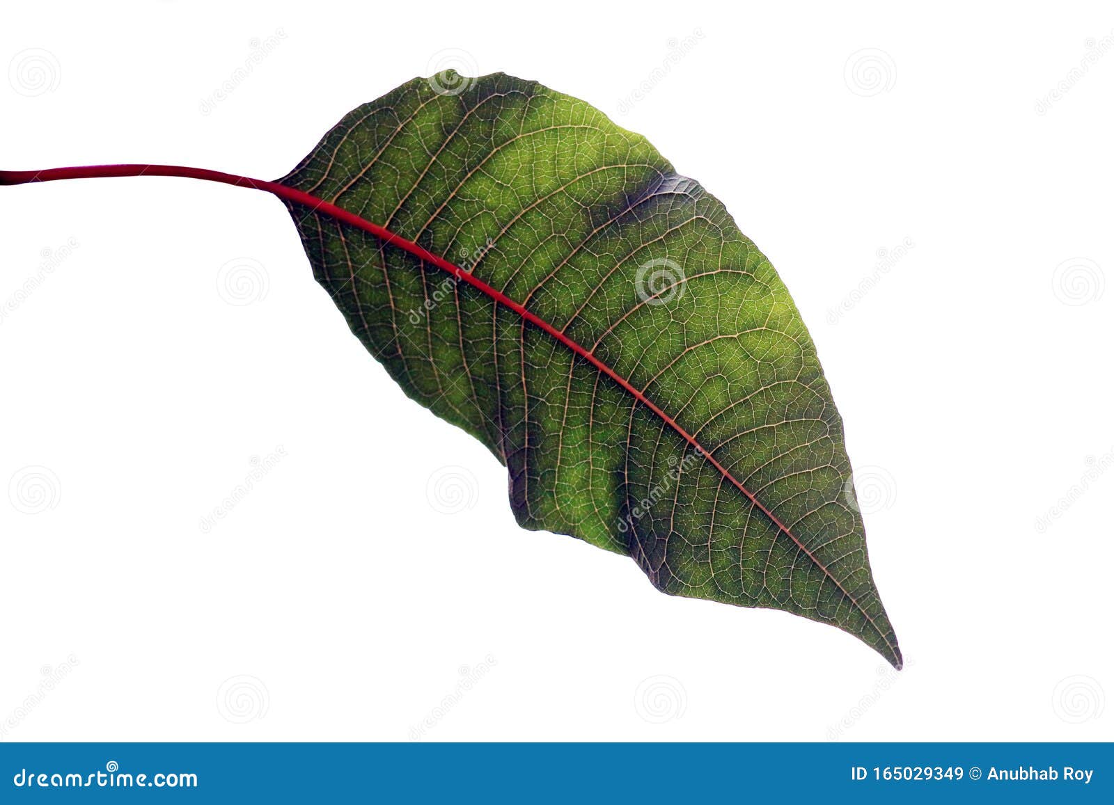 Green Leaf on White Sky Background. Back Side of Green Leaf Stock Image ...