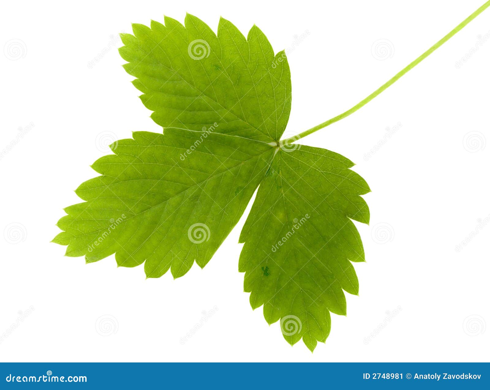 Green Leaf of Wild Strawberry Stock Image - Image of chlorophyll ...