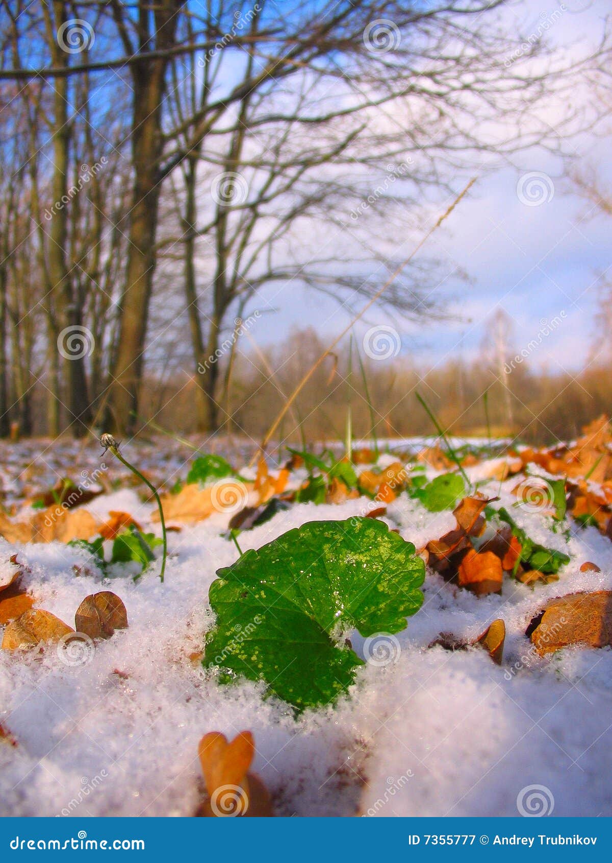 Green leaf in winter snow stock image. Image of colorful - 7355777