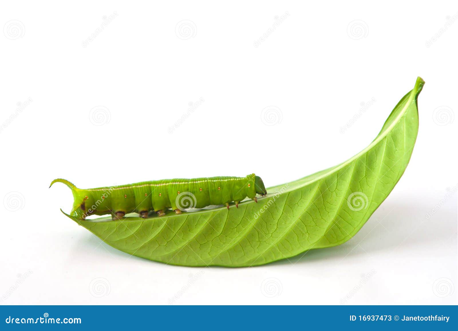 Green leaf worm stock image. Image of long, green, upside - 16937473