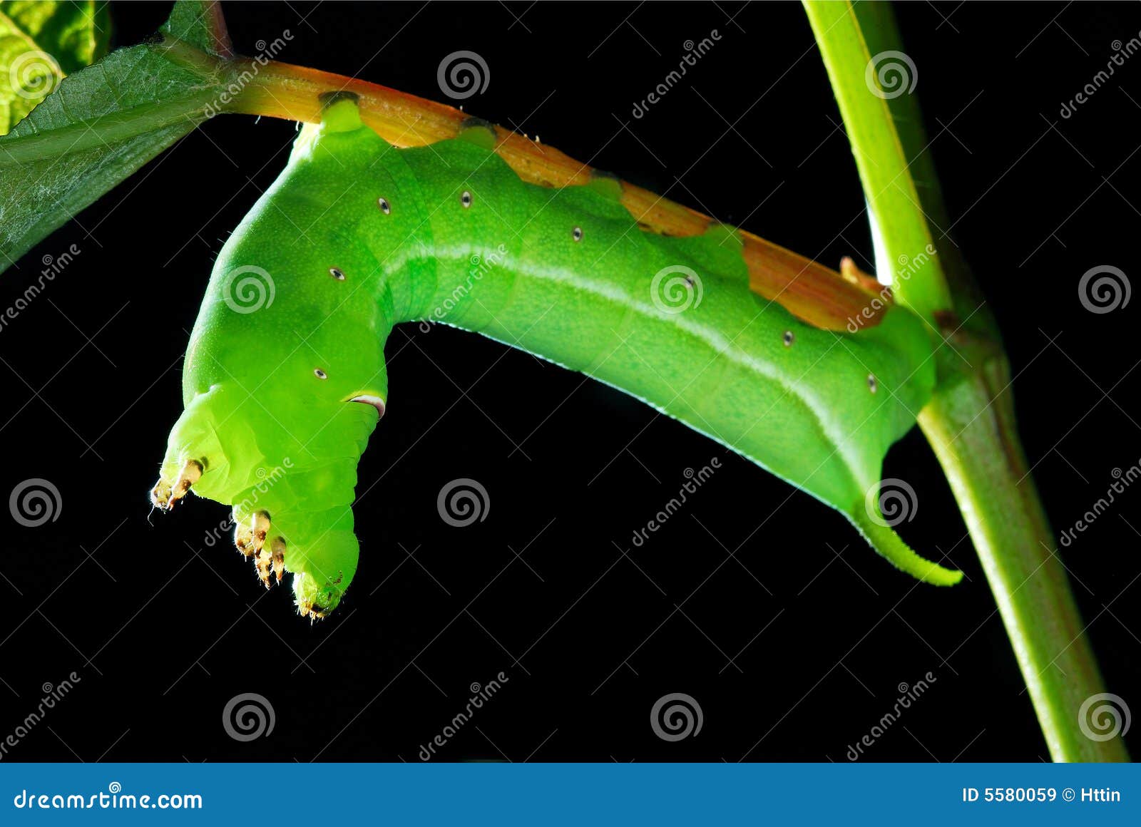 Green leaf worm stock image. Image of butterfly, night - 5580059