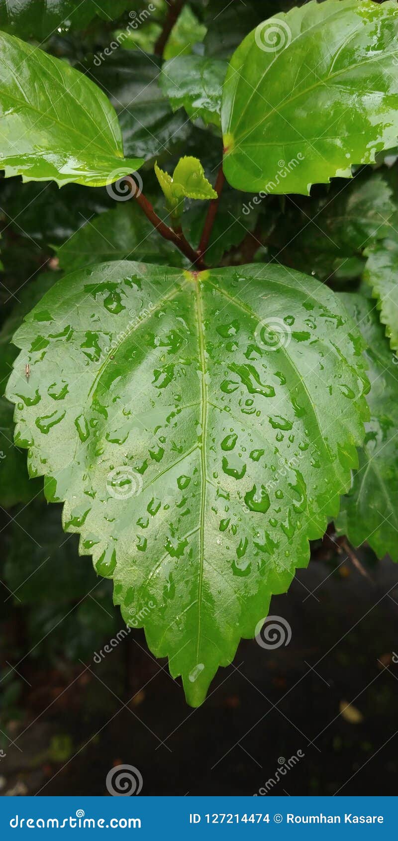 Green Leafe stock photo. Image of nature, leave, leafe - 127214474