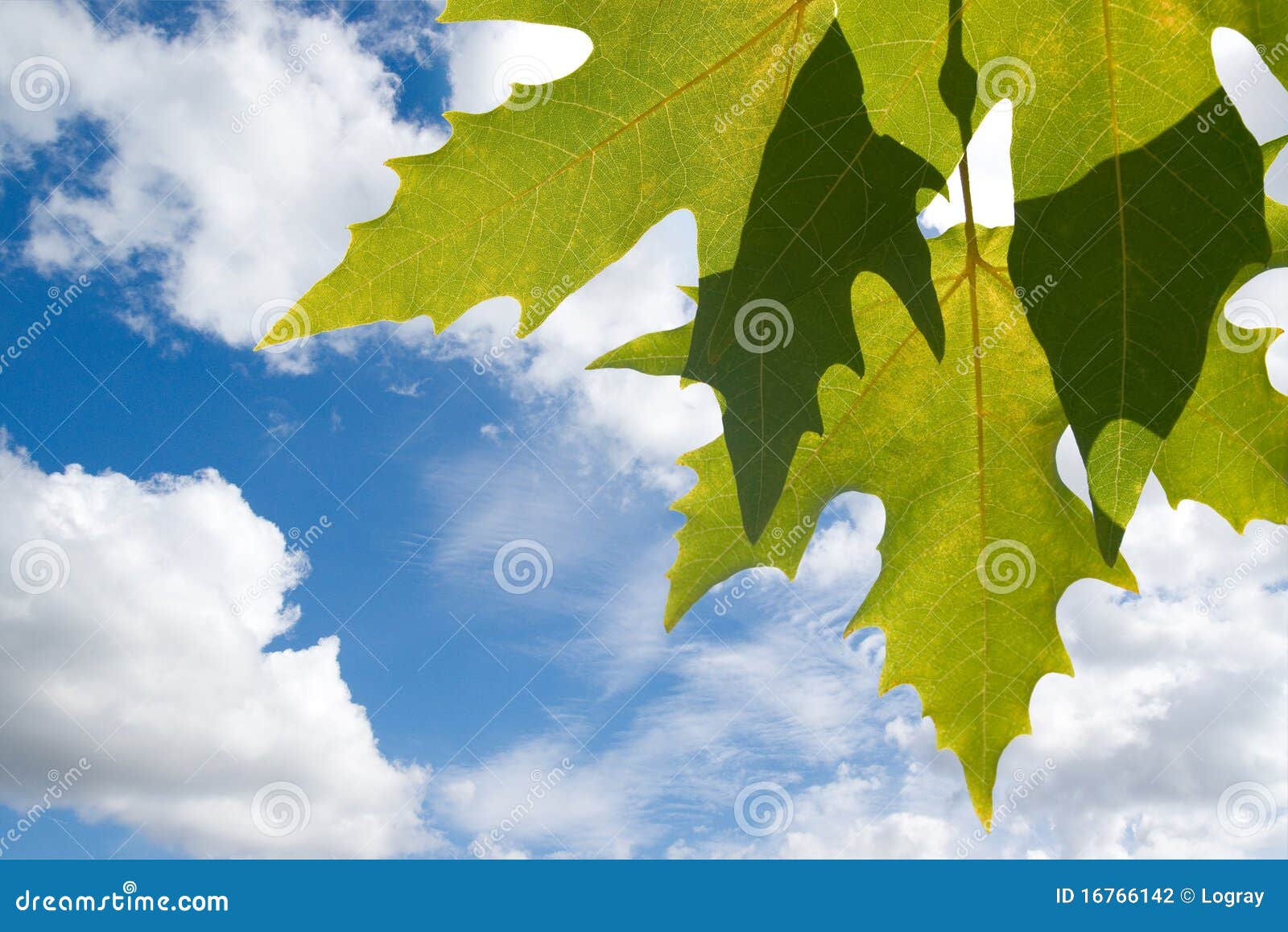 Green Leafe of Maple in Sunny Day. Stock Photo - Image of morning ...