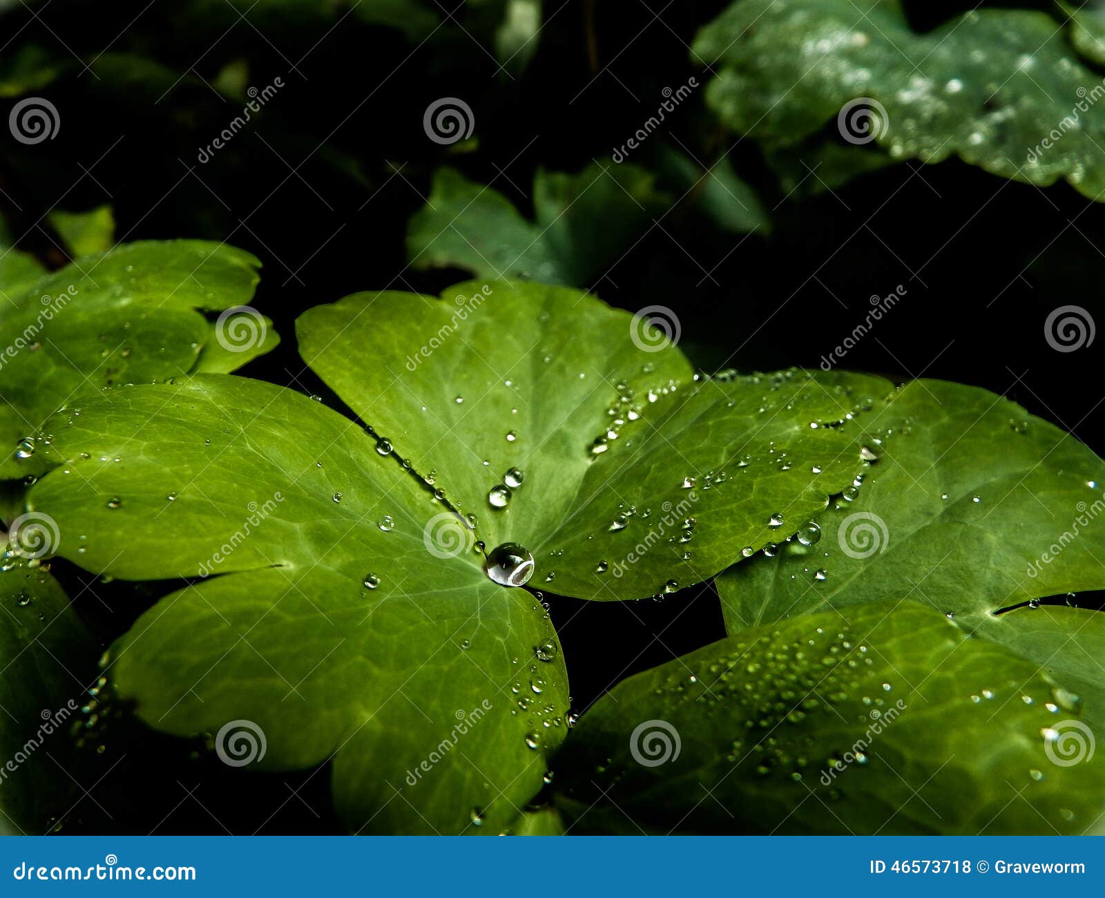 Green Leafe with Water Drops Stock Photo - Image of drops, close: 46573718