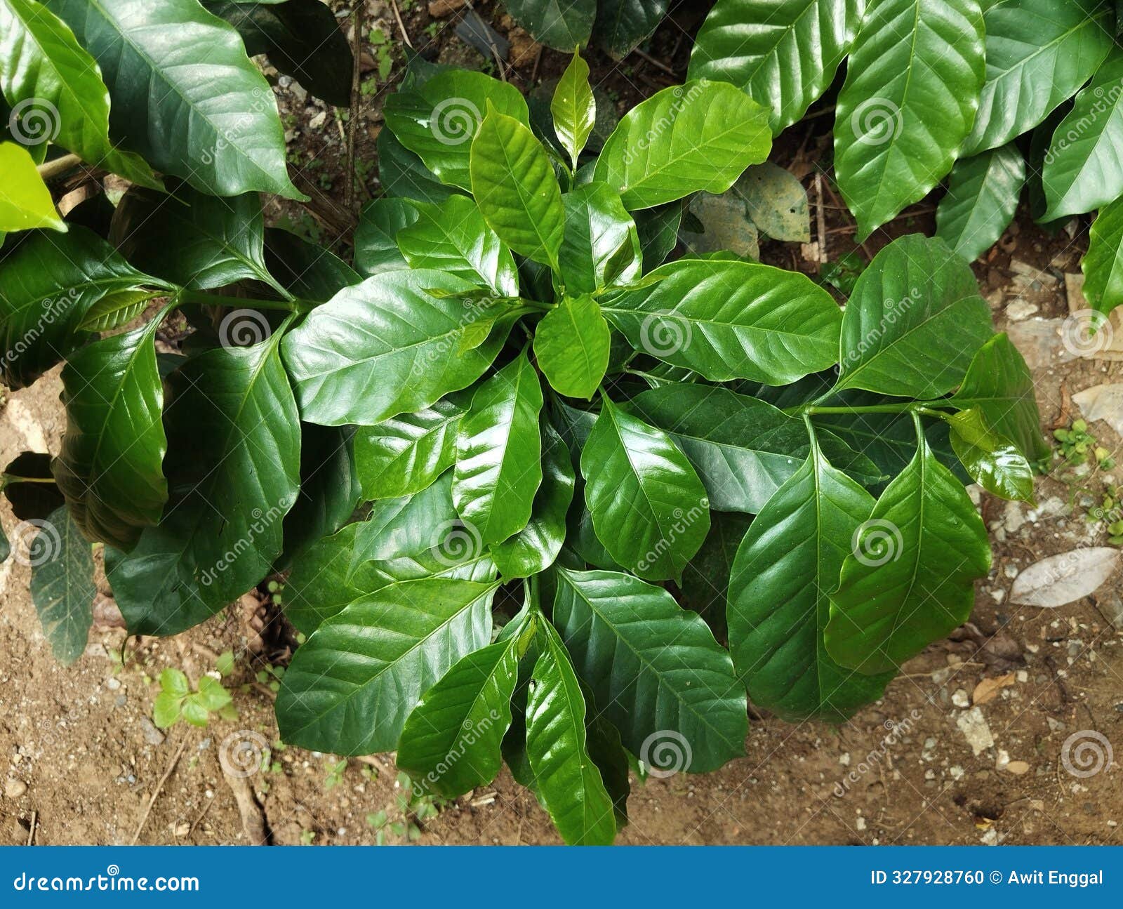Green Leafed Coffee Trees Growing in the Garden Stock Photo - Image of ...