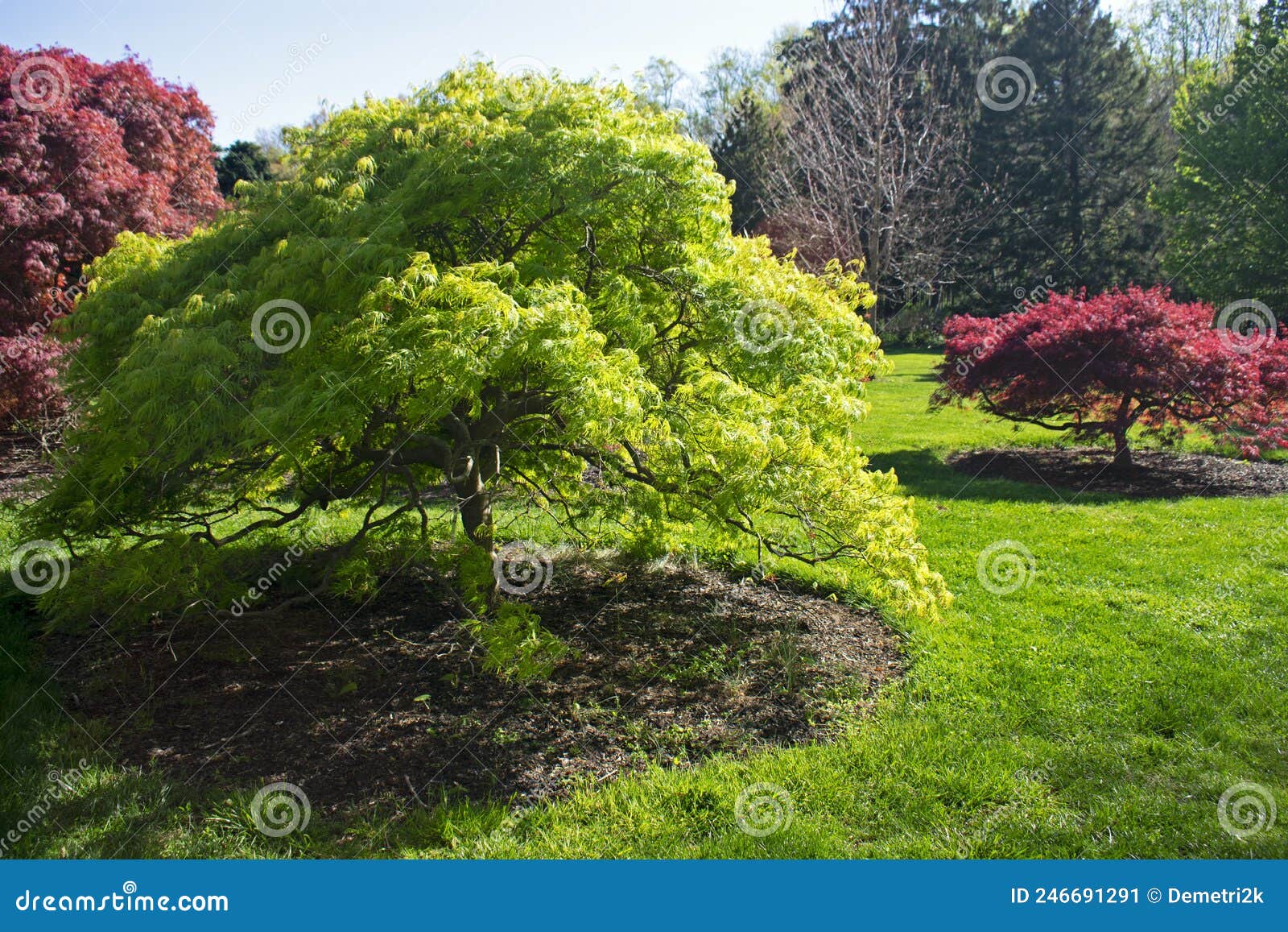 Green Leafed Dwarf Japanese Maple -05 Stock Image - Image of landscape ...