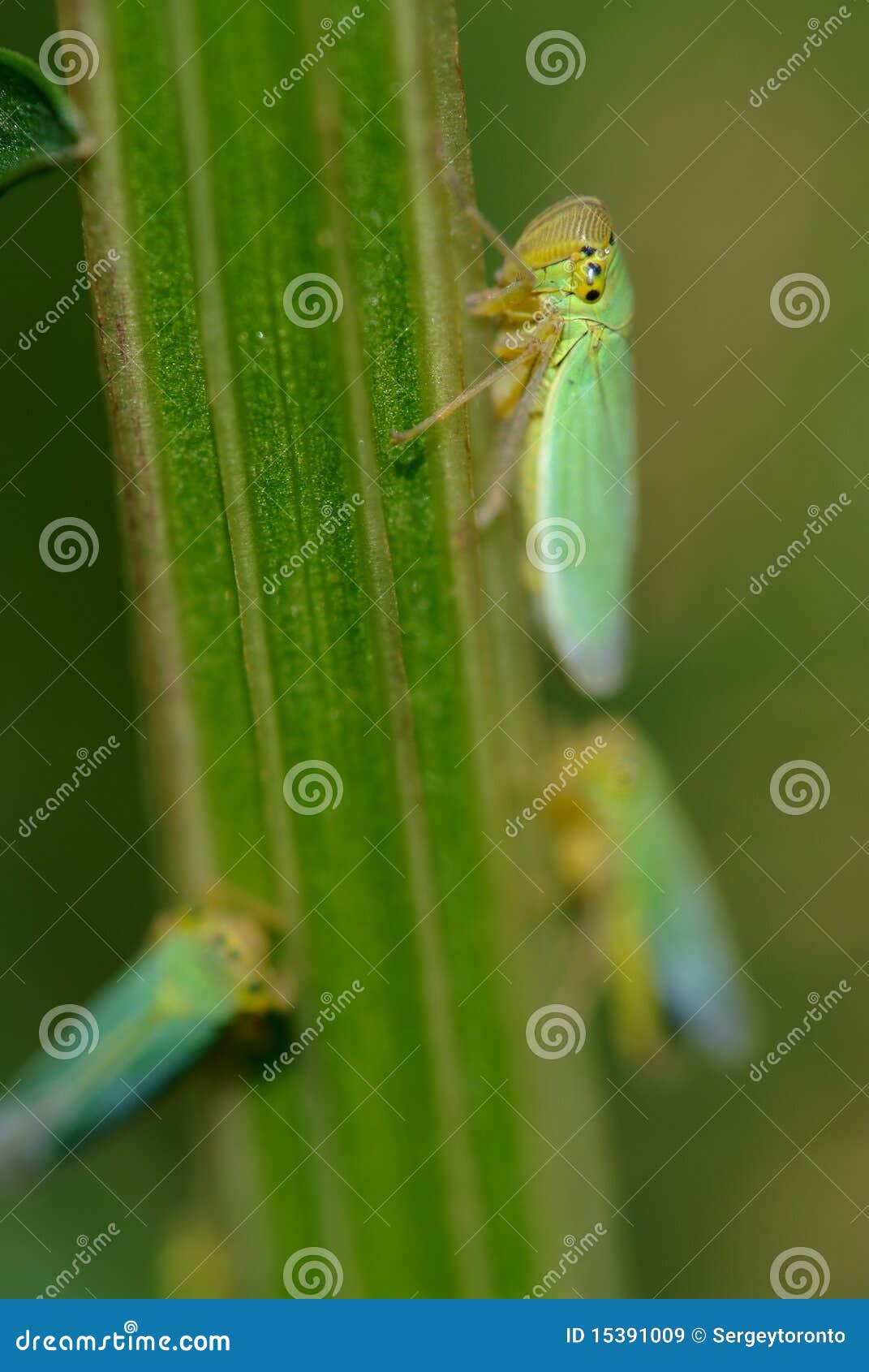 Green leafhopper stock image. Image of biology, creature - 15391009