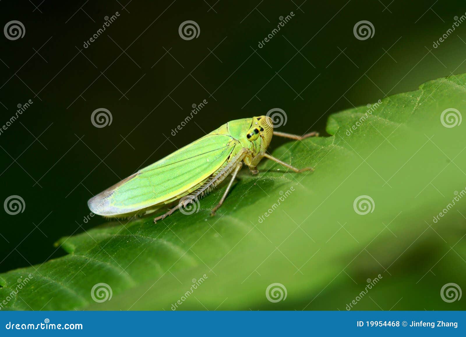Green leafhopper stock photo. Image of viridis, cicadellidae - 19954468