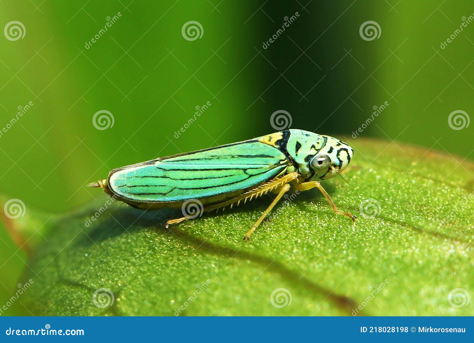 Green Leafhopper Bug Graphocephala Atropunctata Blue-green Sharpshooter ...