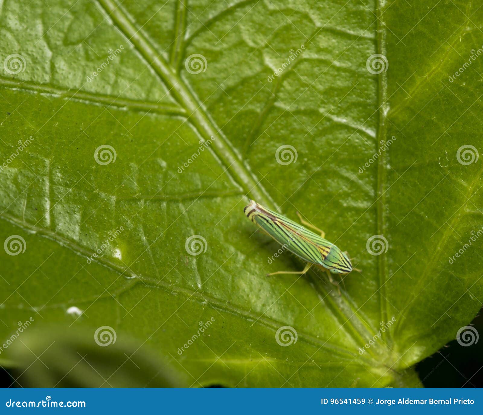 Green Leafhopper Insect on a Leaf Stock Image - Image of cicadinea ...